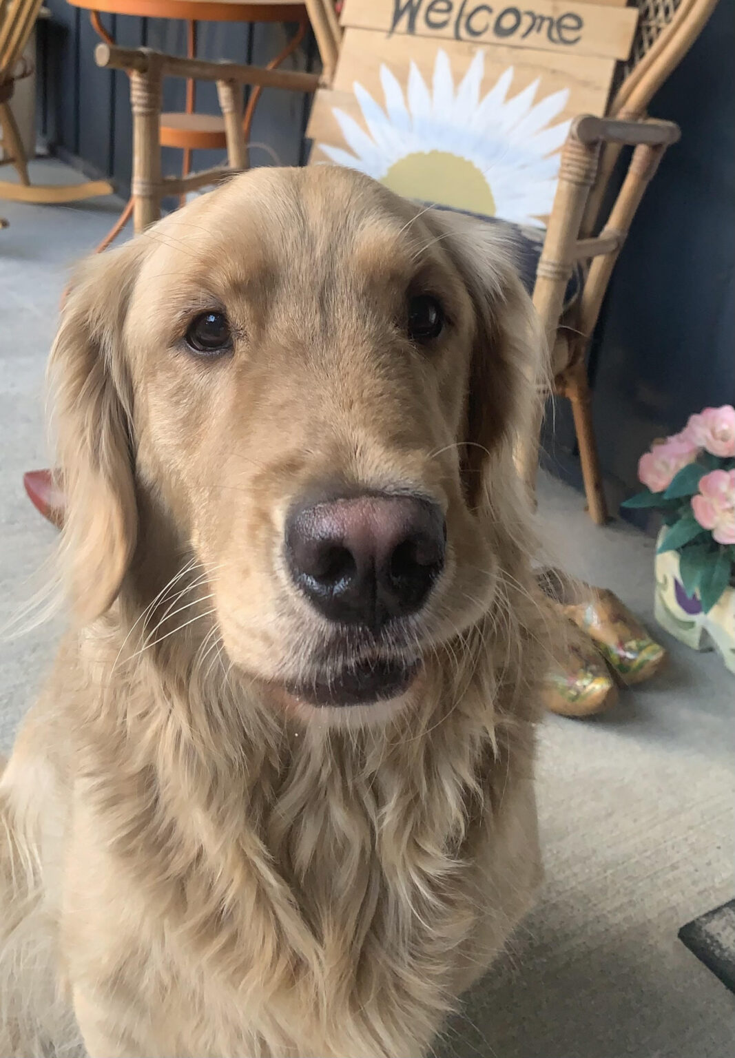 Golden Rescue - #5147 Balou